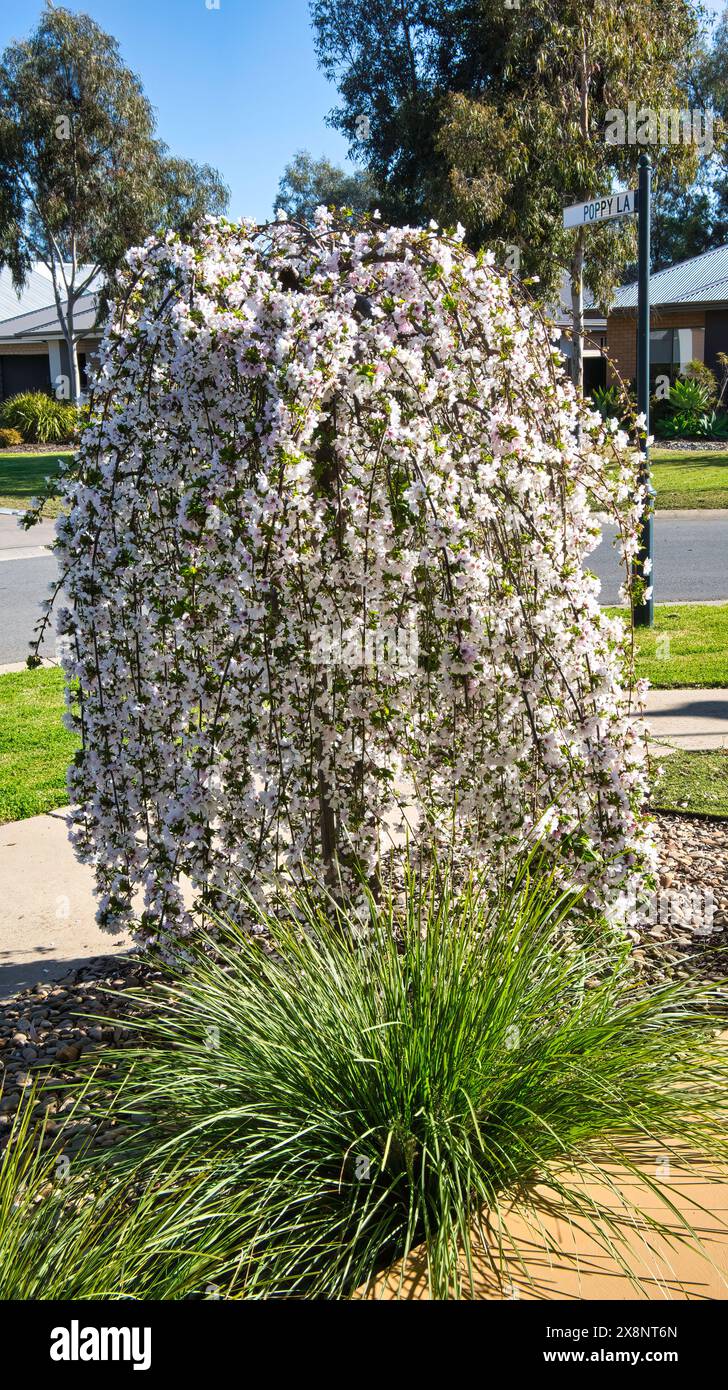 Residential bliss with a flourishing white weeping cherry tree in front ...