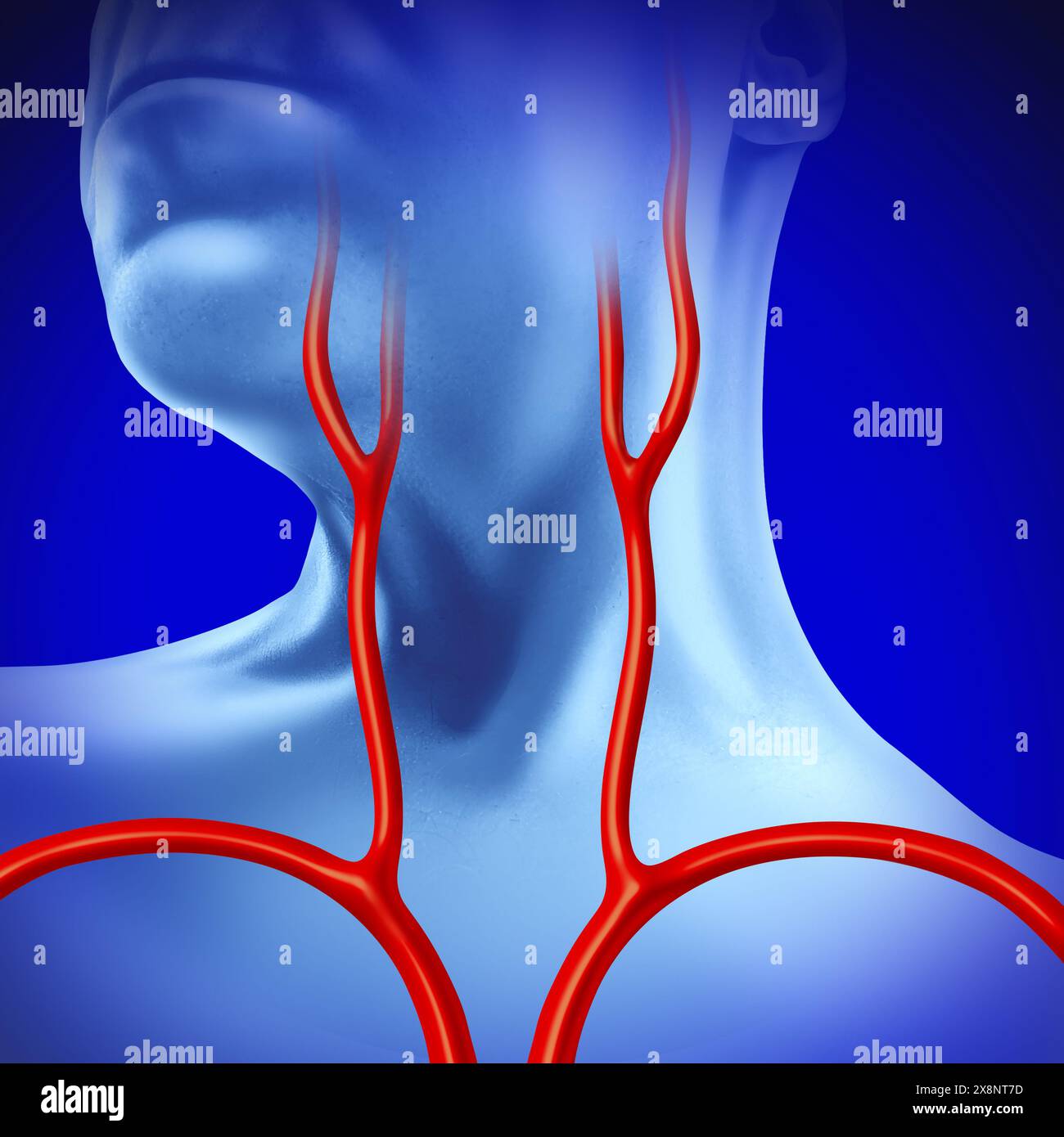 Human Carotid Artery as arteries bringing blood vessel flow to the ...