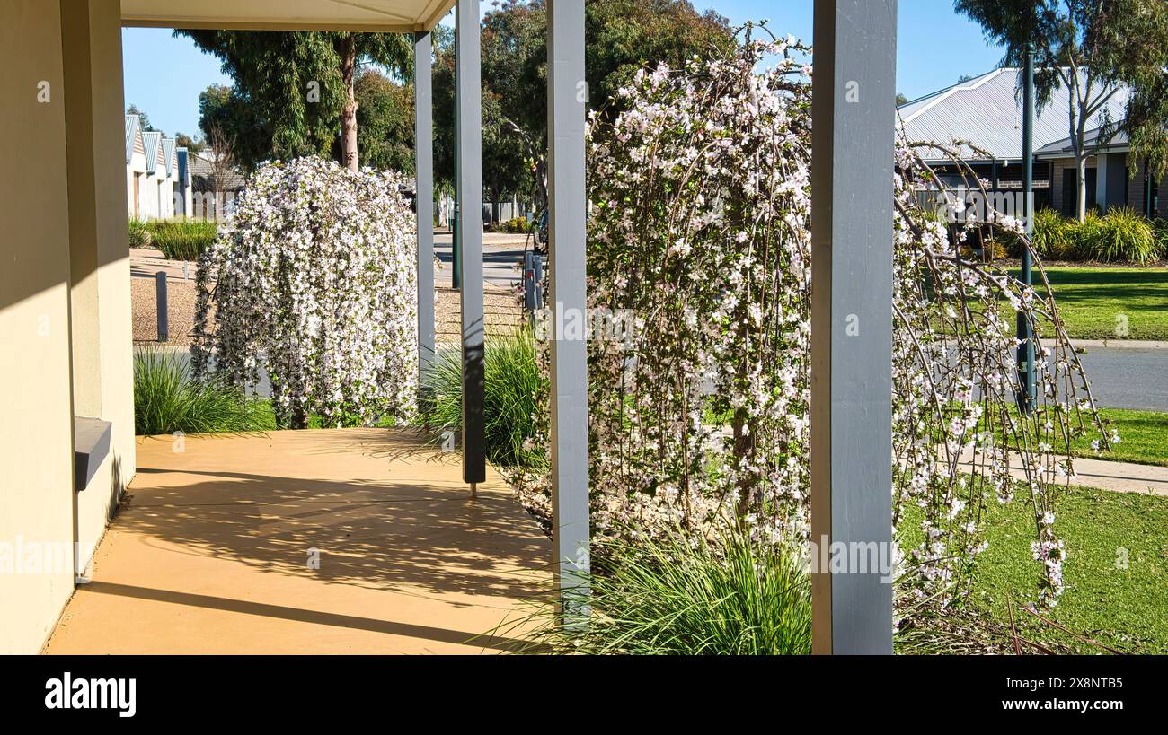 Spring blossom spectacle in the garden of a modern Australian home ...