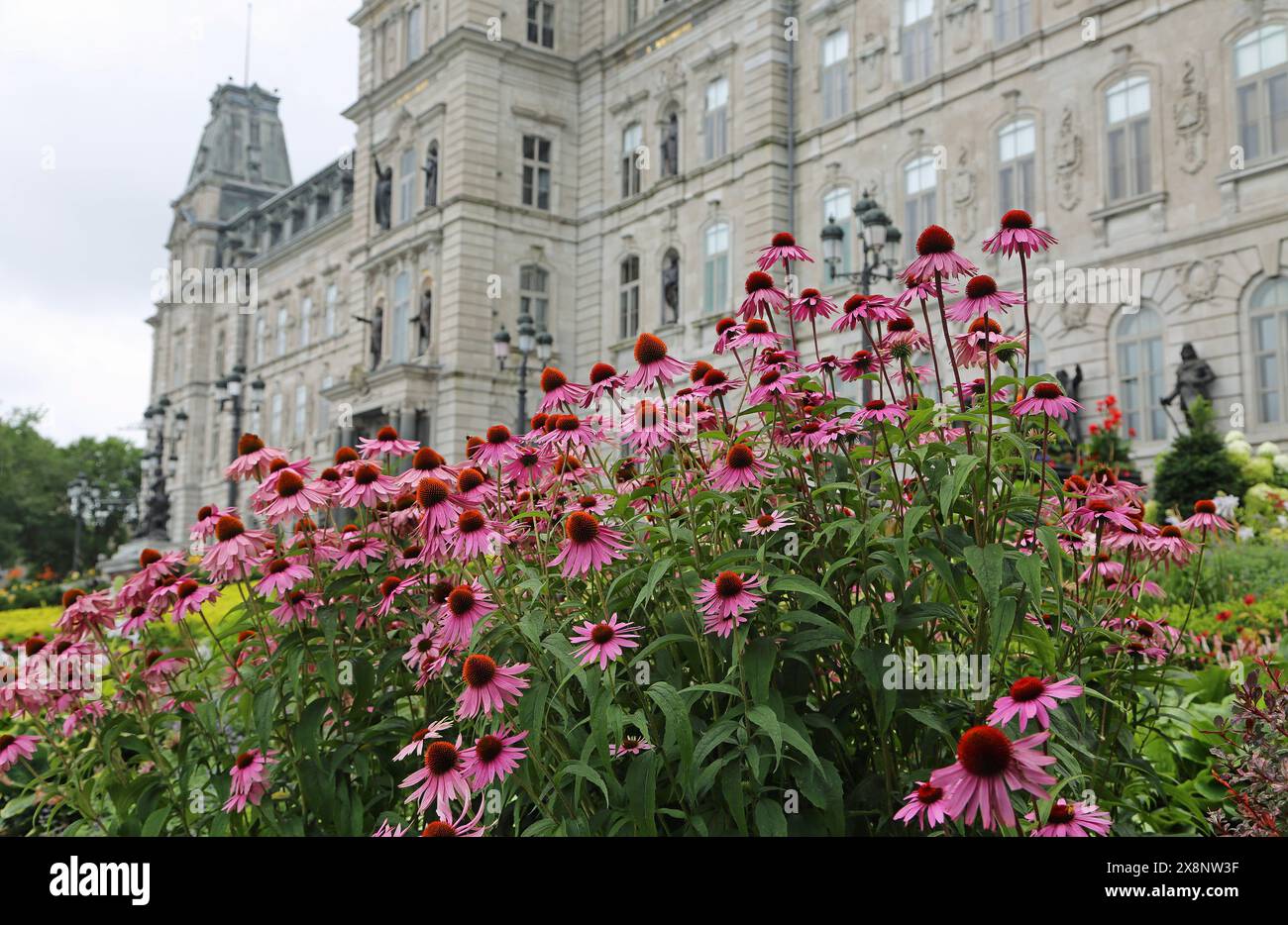 Echinacea flowers and parliament - Quebec City, Canada Stock Photo - Alamy