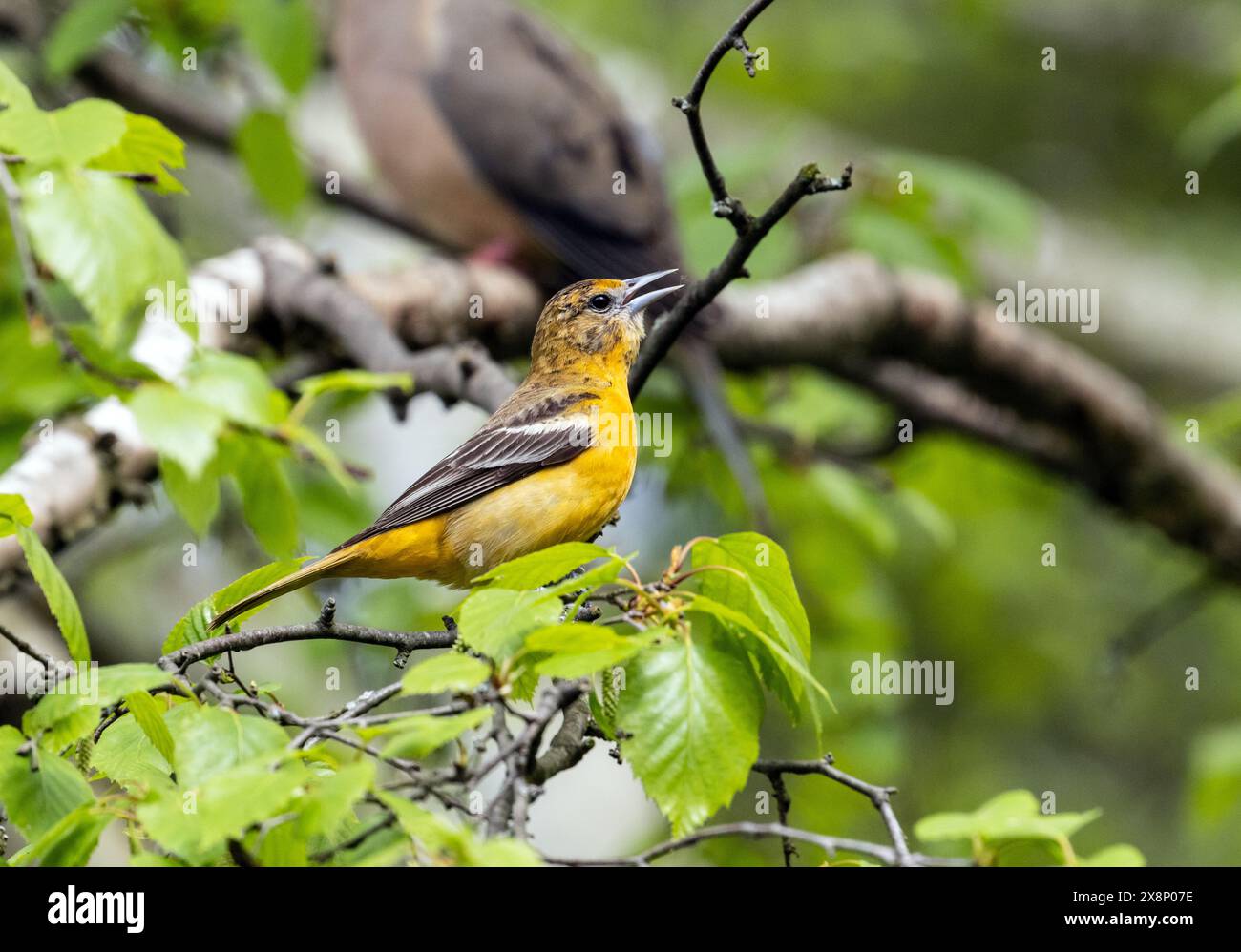 Northern oriole icterus galbula hi-res stock photography and images - Alamy