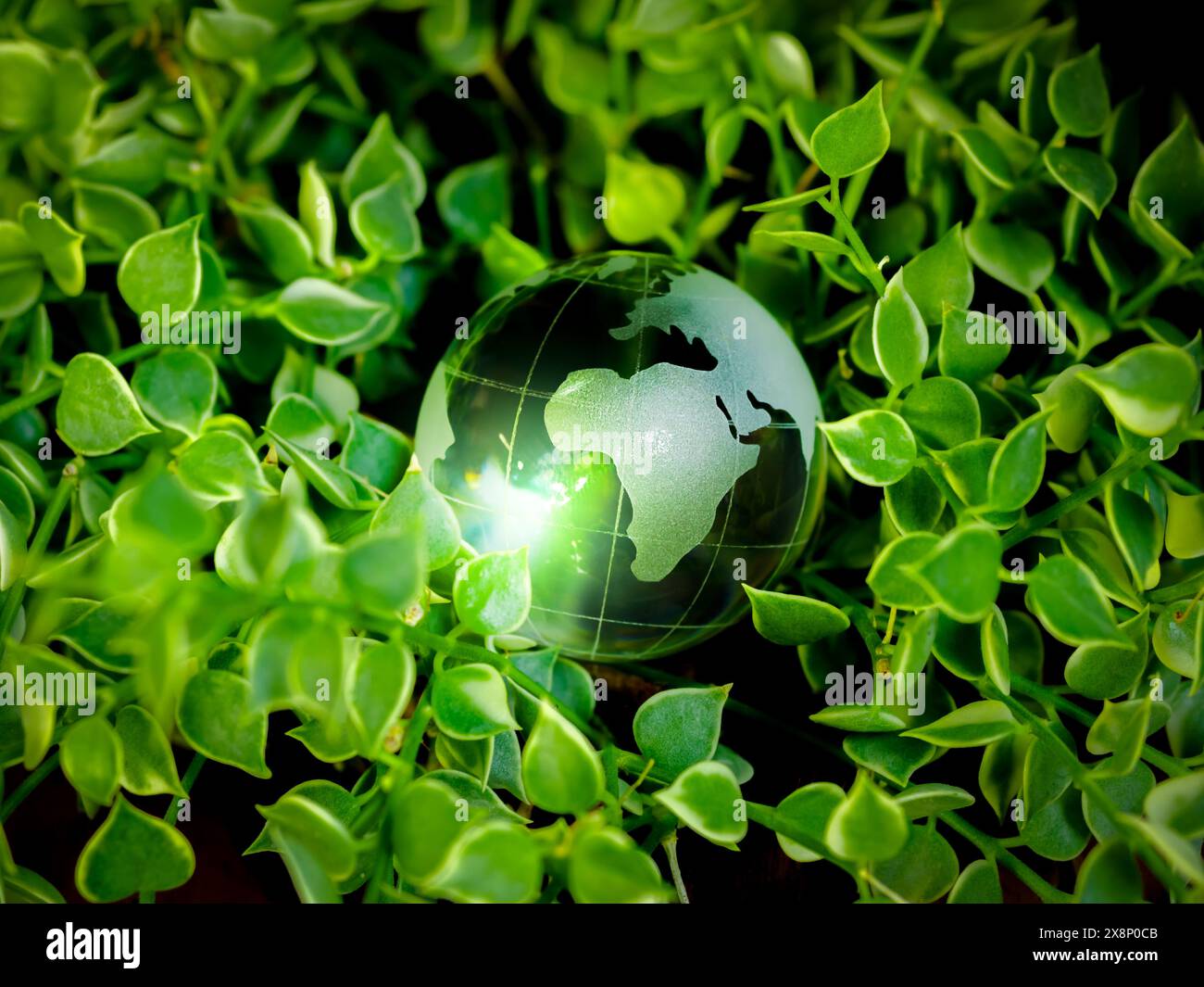 Close-up small glass world globe on green nature leaves plant ...