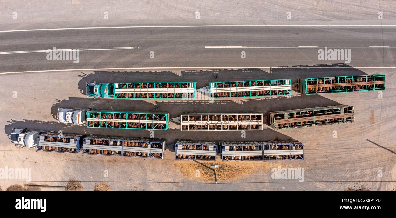 Road trains loaded with beef cattle passing through the tiny Queensland ...