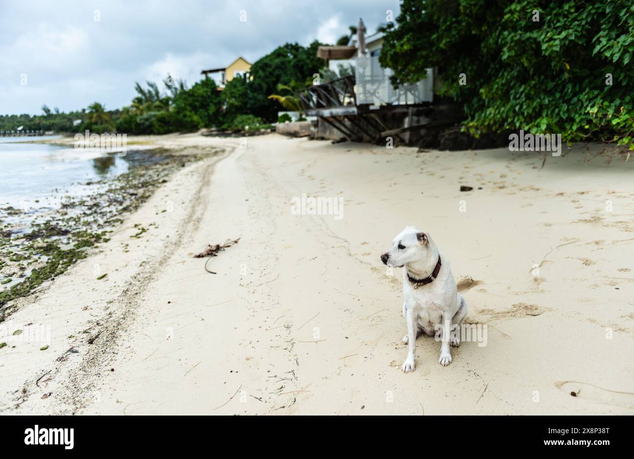 White island dog sits on white sand beach in the Abaco islands Stock ...