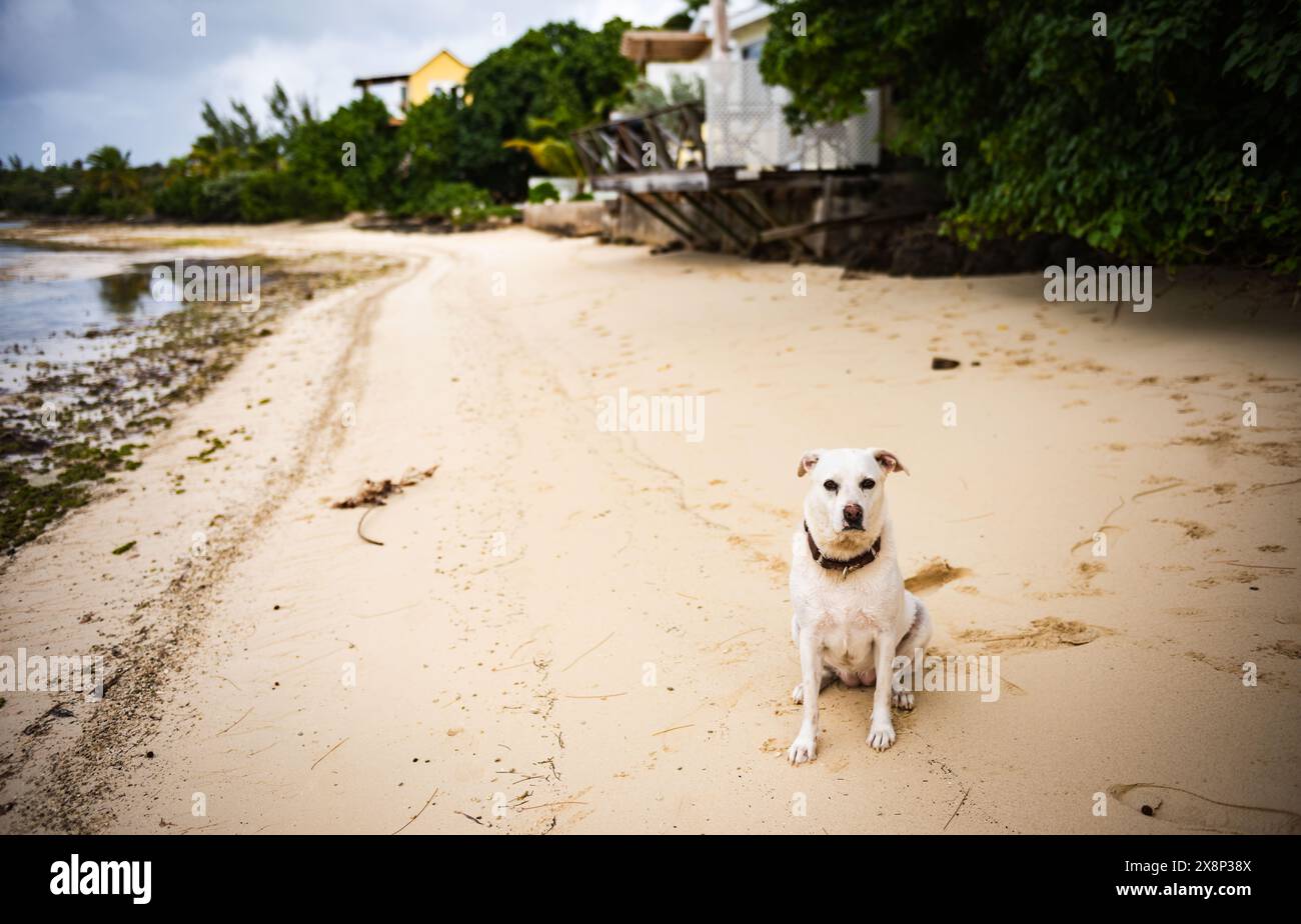 White island dog sits on white sand beach in the Abaco islands Stock ...