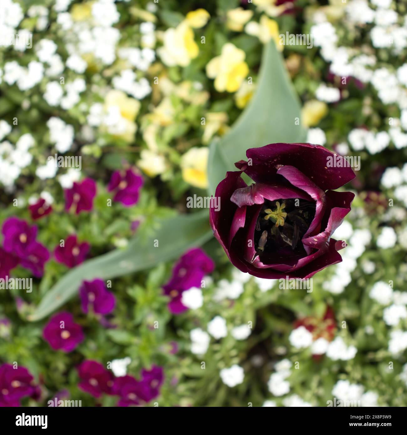Top of purple tulip in the Hermannshof Gardens in Weinheim, Germany ...