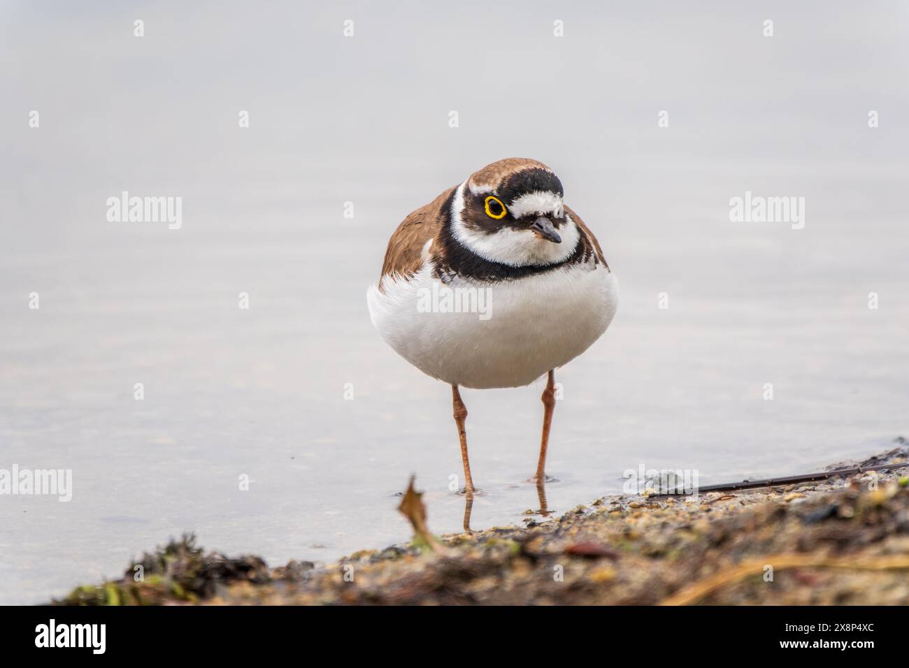 Little ringed plover in natural habitat. Portrait of Little ringed ...