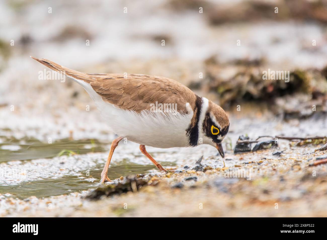 Little ringed plover in natural habitat. Portrait of Little ringed ...
