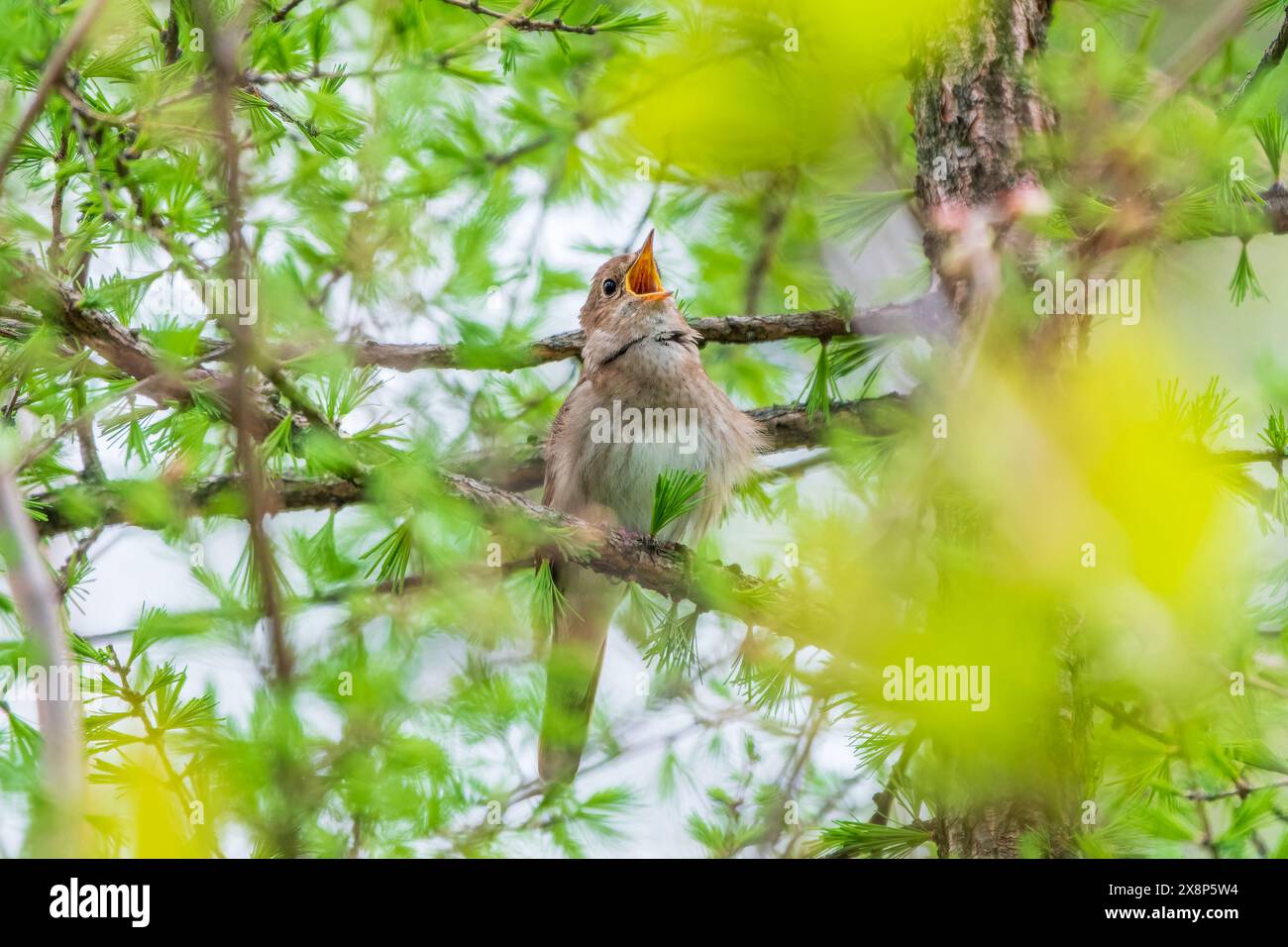 Thrush Nightingale, Luscinia luscinia. A bird sits on a tree branch and ...