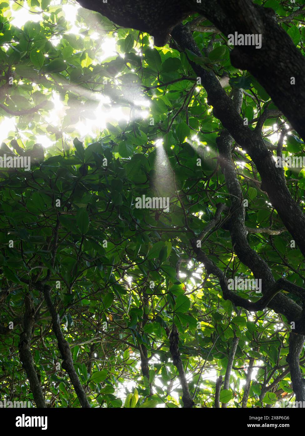 Sun rays break through foliage of green tree next to ocean beach, salty ...