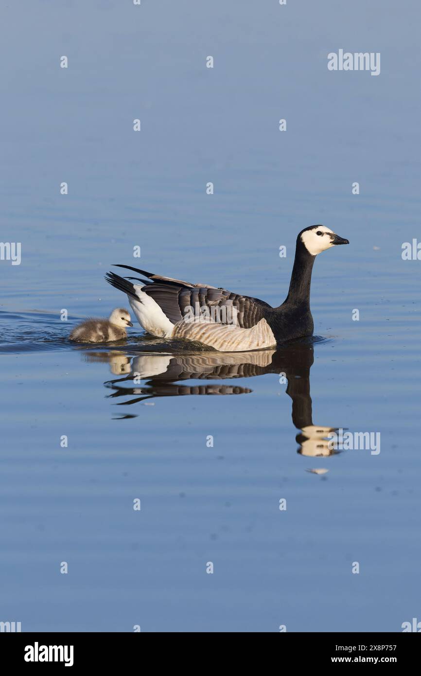 Barnacle goose Branta leucopsis, adult and gosling swimming, Minsmere ...