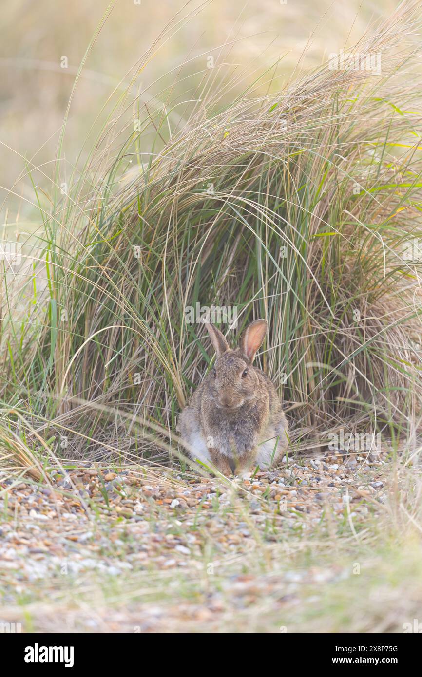 European rabbit Oryctolagus cuniculus, adult sitting on beach in front ...