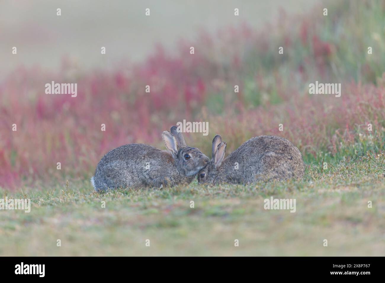 European rabbit Oryctolagus cuniculus, 2 adults touching heads ...