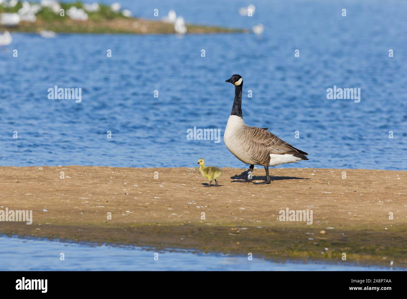 Canada goose Branta canadensis, adult and gosling walking on island ...
