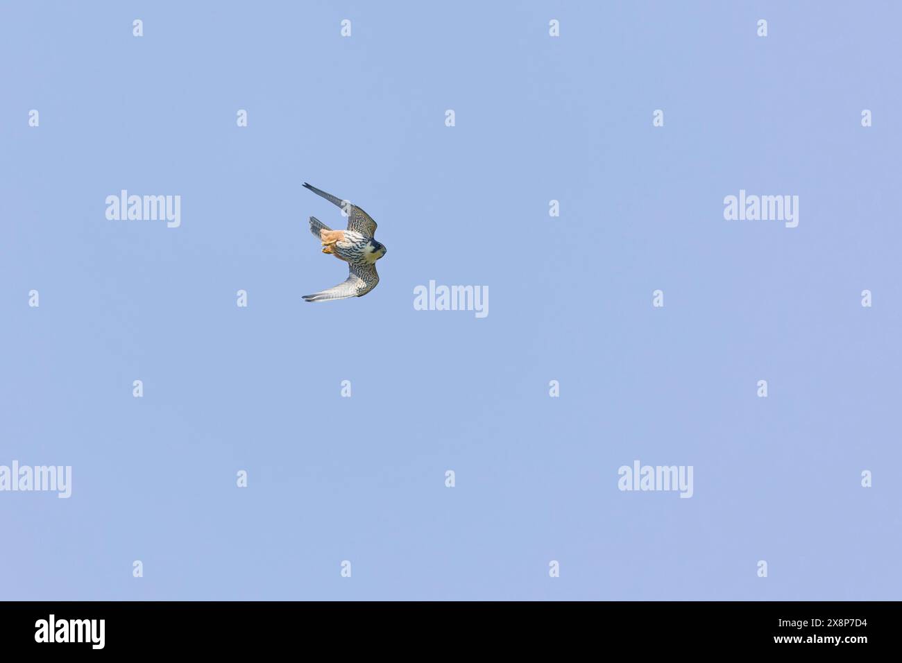 Eurasian hobby Falco subbuteo, adult flying, diving for prey, Suffolk ...