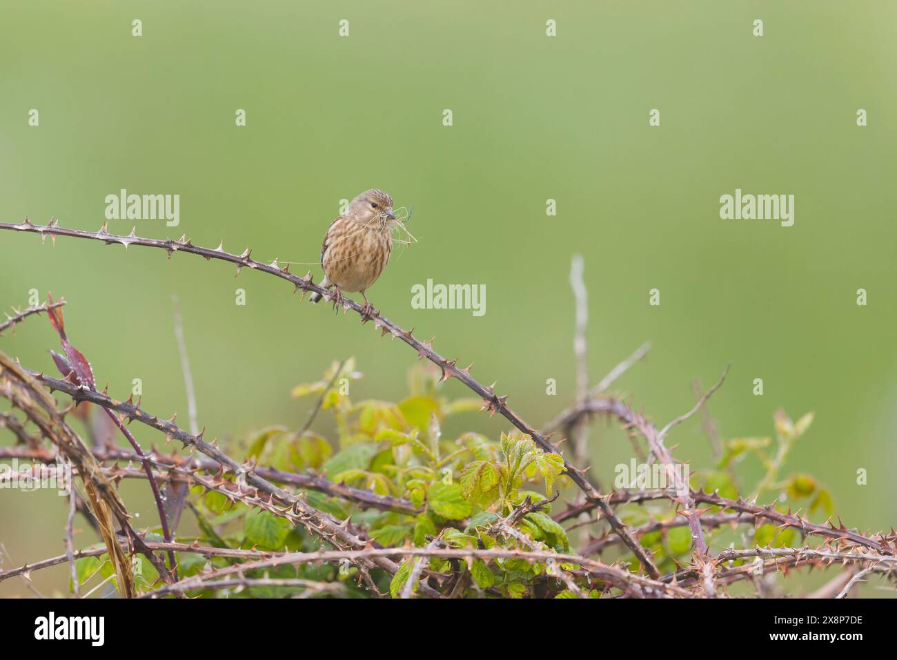 Common linnet Carduelis cannabina, adult female perched on bramble with ...