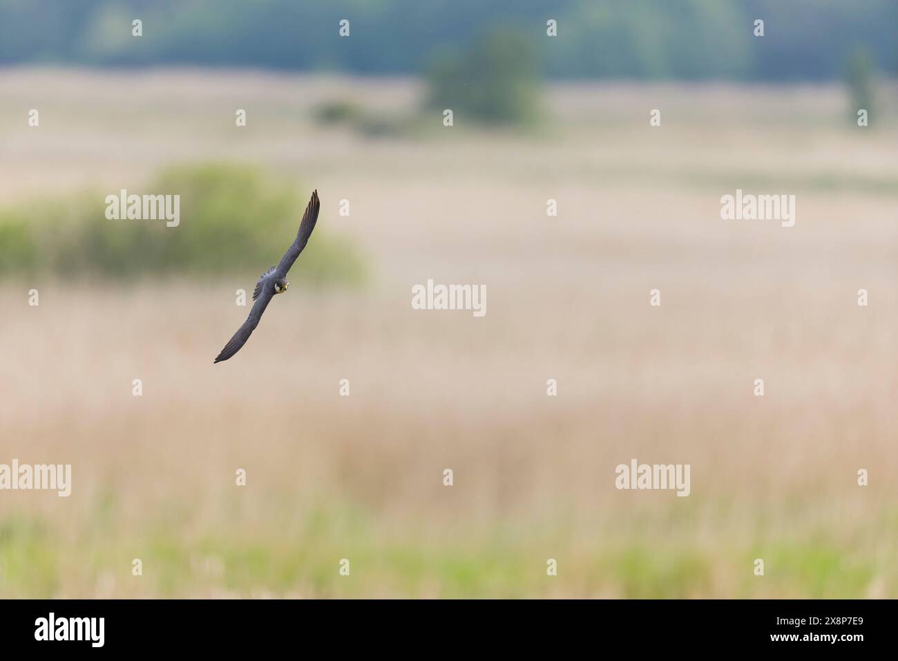 Eurasian hobby Falco subbuteo, adult flying, Minsmere RSPB reserve ...