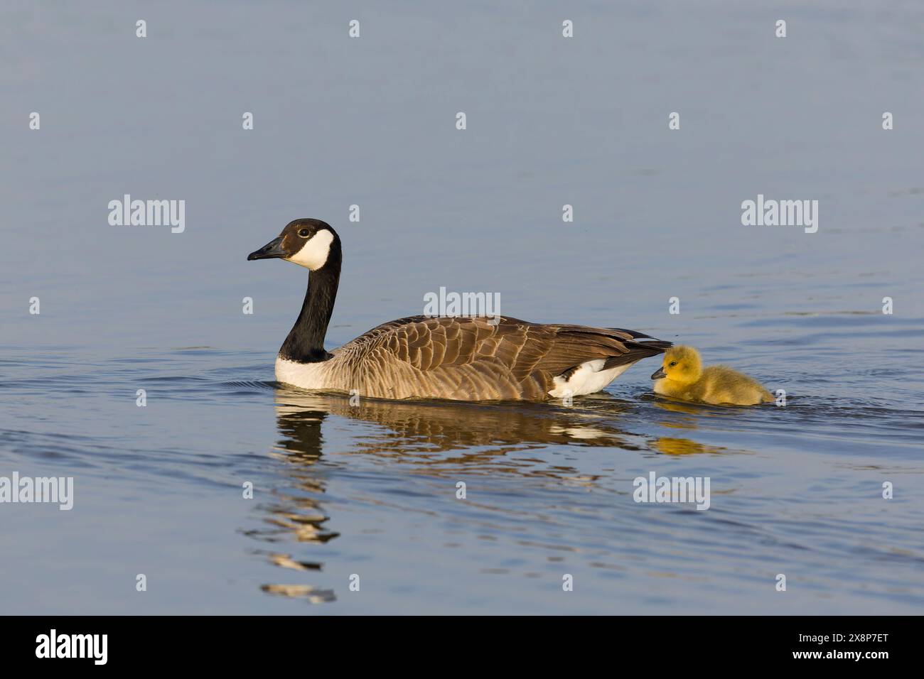 Canada goose Branta canadensis, adult and gosling swimming, Minsmere ...