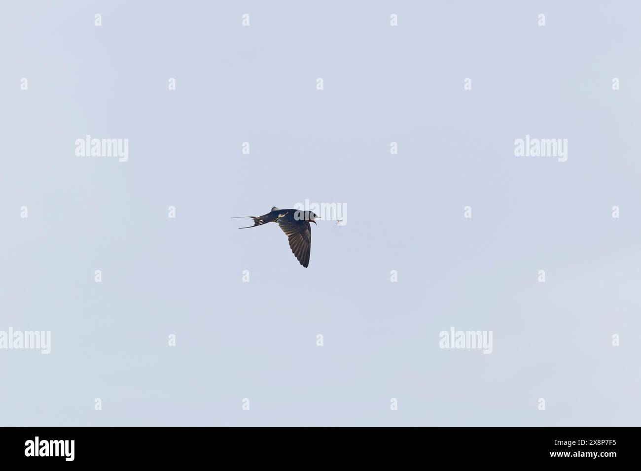 Barn swallow Hirundo rustica, adult about to catch cranefly in flight ...