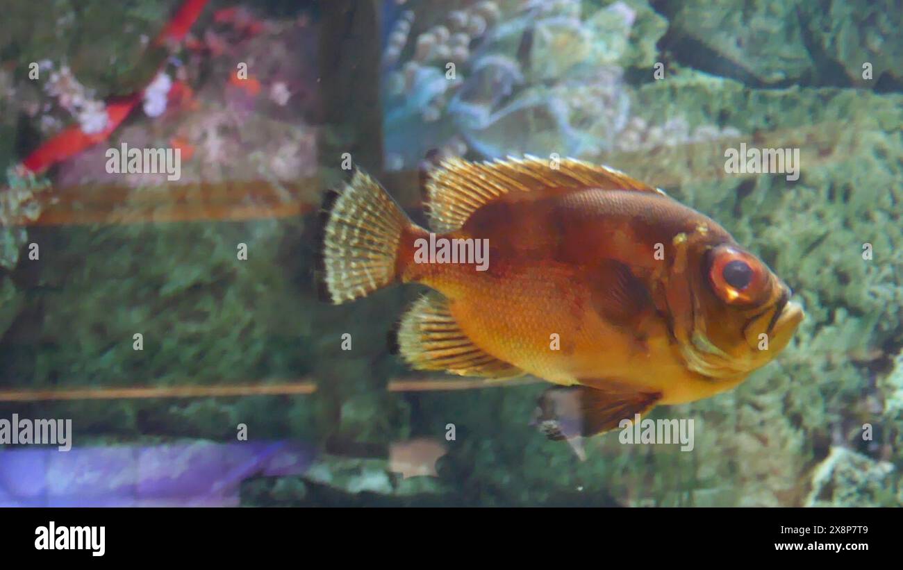 Las Vegas, Nevada, USA 15th May 2024 Fish in Aquarium at Forum Shops at CaesarÕs Palace Hotel ...