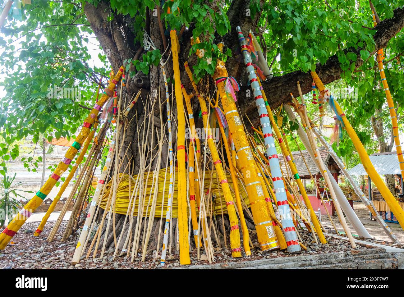 Bodhi tree hi-res stock photography and images - Alamy