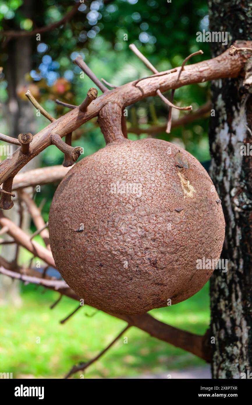 The fruit of the cannonball tree (Couroupita guianensis Stock Photo - Alamy
