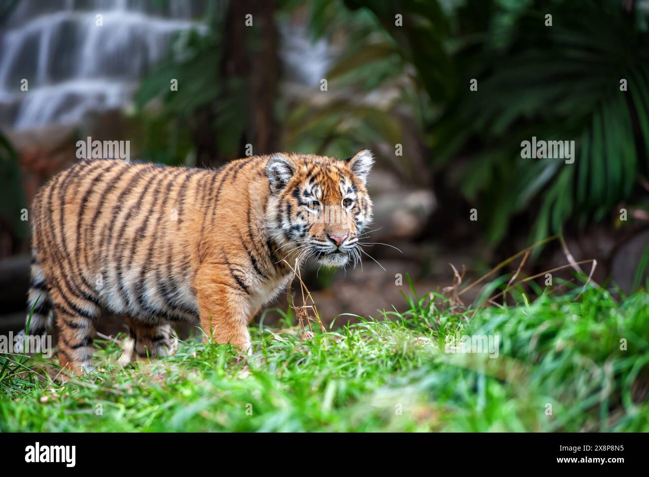 Tiger cub in the wild. Baby animal in green grass on waterfall ...