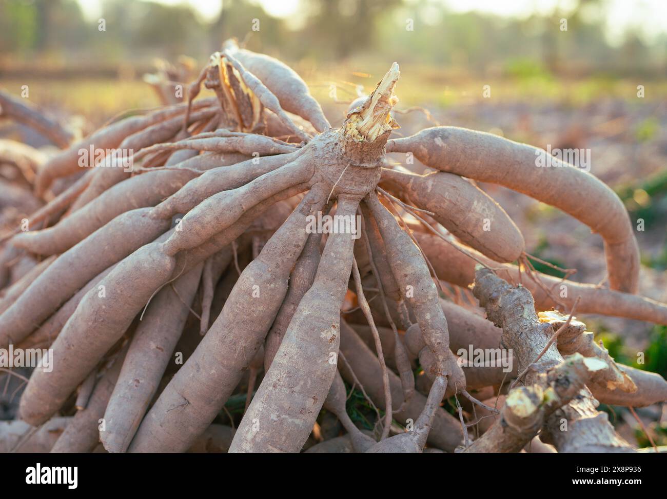 Cassava roots. Sustainable agriculture. Cassava root in tropical ...