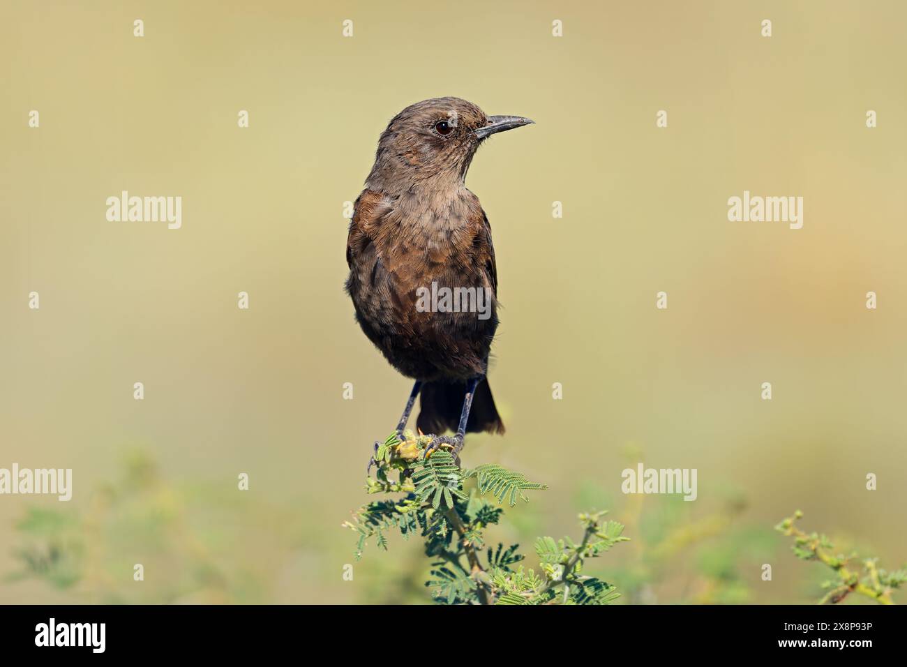 An ant-eating chat (Myrmecocichla formicivora) perched on a branch ...