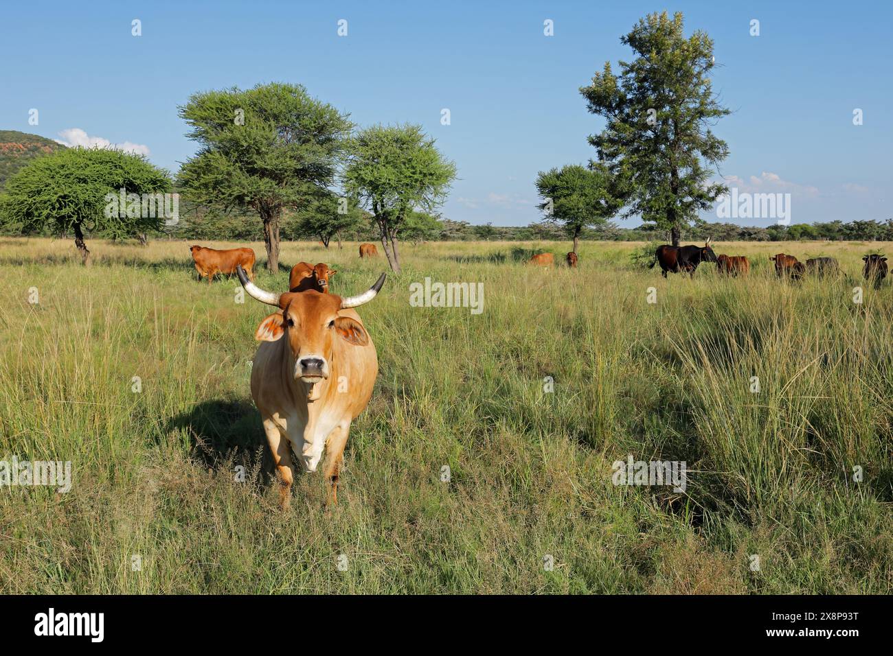 Free-range cows in native grassland on a rural farm, South Africa Stock ...