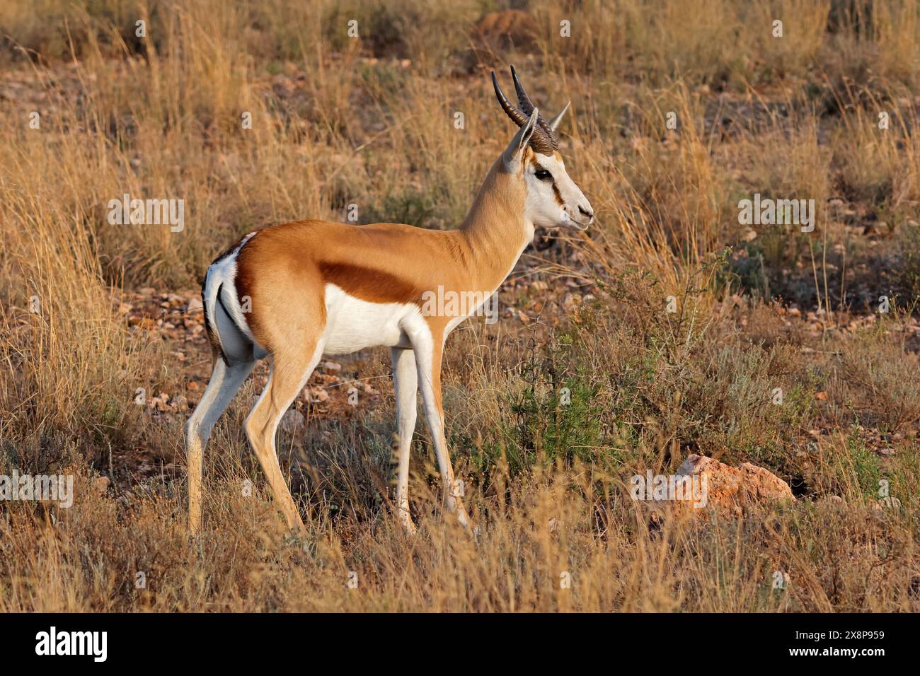 A springbok antelope (Antidorcas marsupialis) in natural habitat, South ...