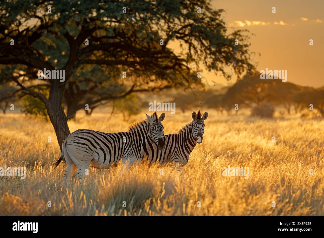 Plains zebras (Equus burchelli) in grassland at sunrise, Mokala ...