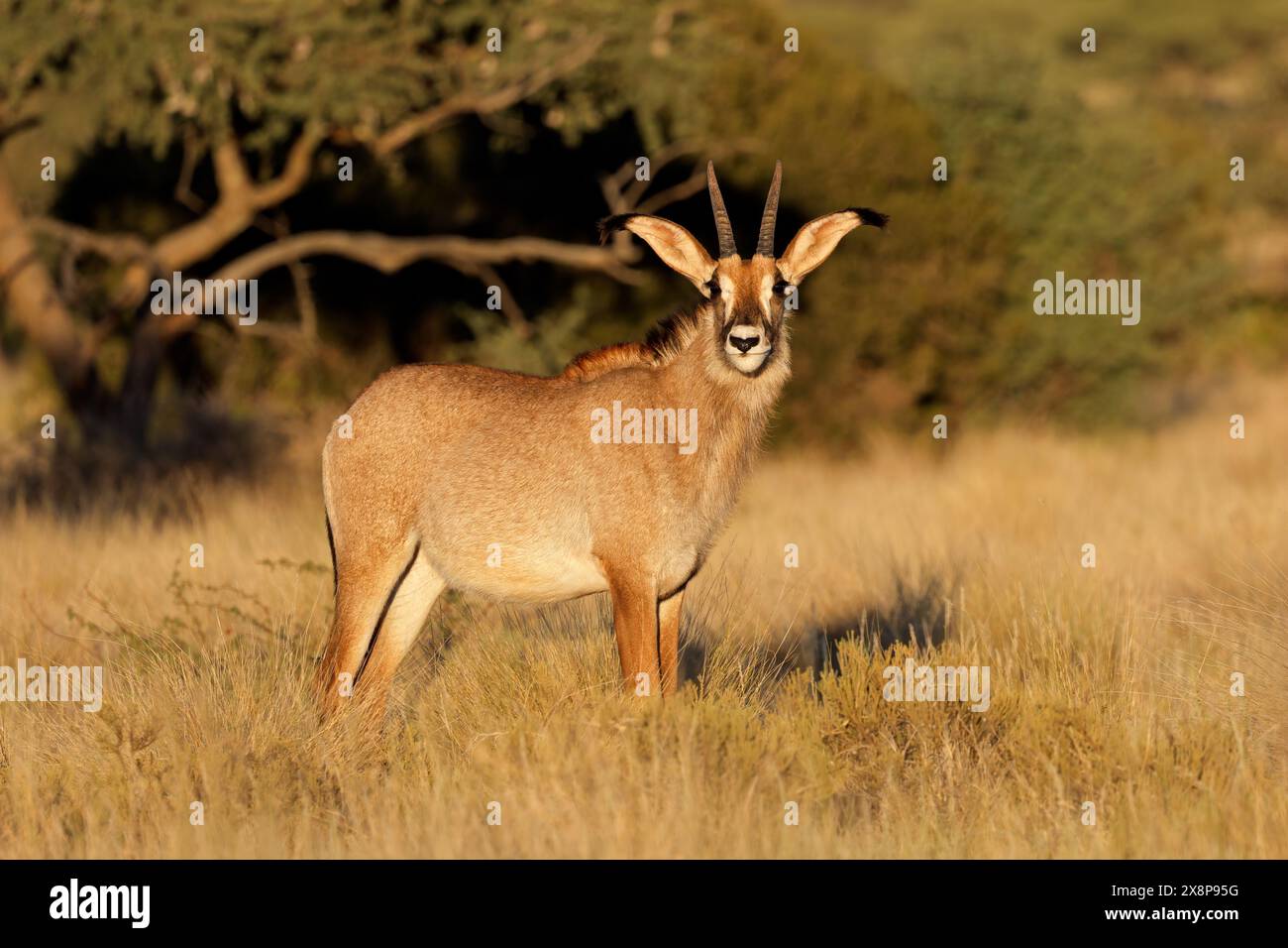 A rare roan antelope (Hippotragus equinus) in natural habitat, Mokala ...