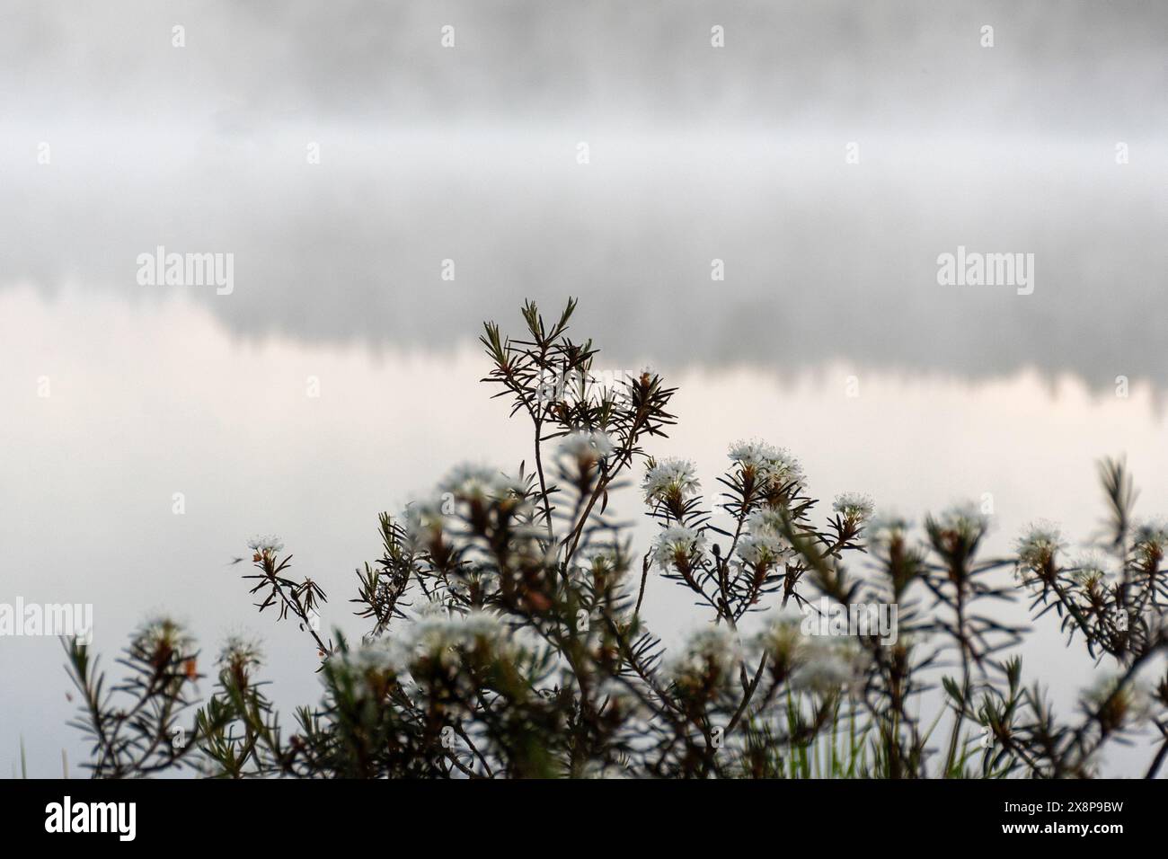 Ledum palustre, the plant is poisonous, evergreen, often common in ...