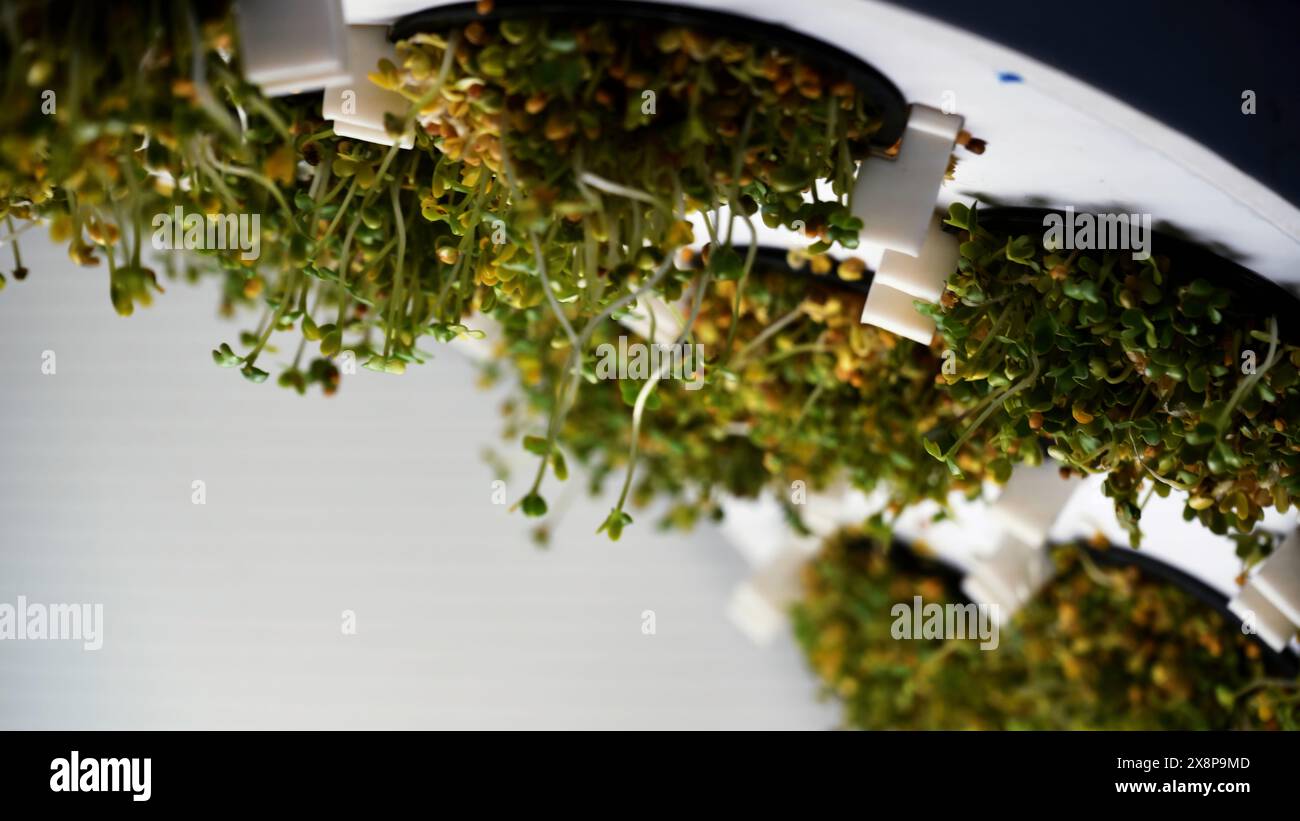 Indoor vertical farm of microgreens in a rotating ring. Media. Small ...