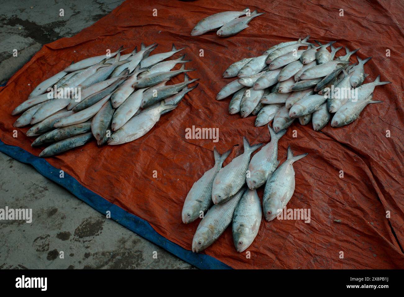 Piles fish on market hi-res stock photography and images - Alamy