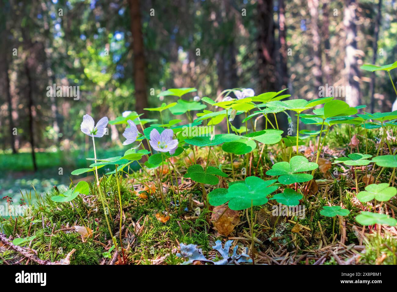 Wood sorrel flowers in boreal hi-res stock photography and images - Alamy