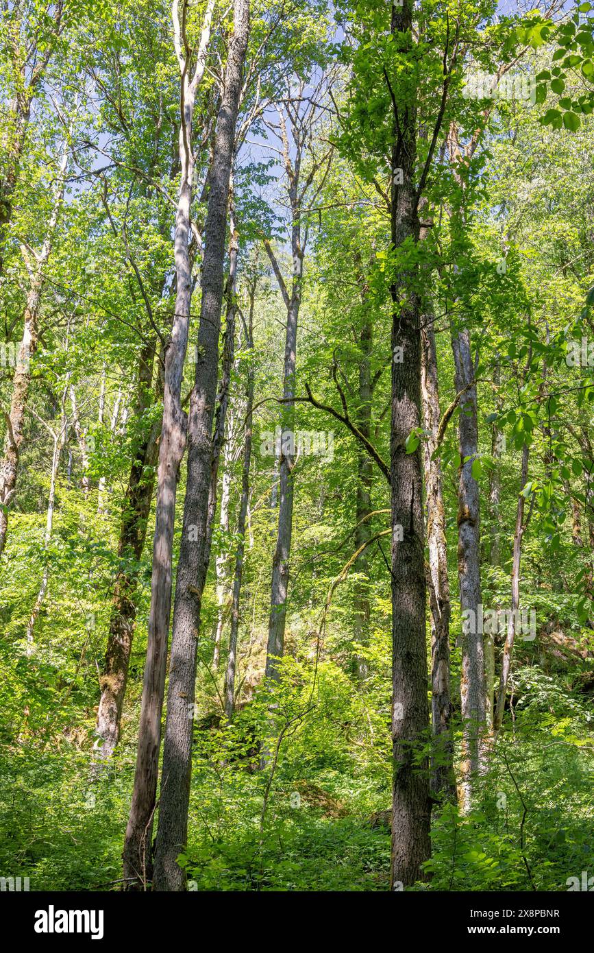 Lush green tree canopies in a deciduous forest Stock Photo - Alamy