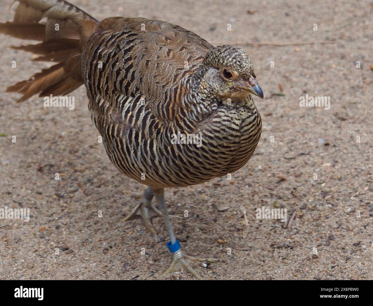 Glamorous stylish female Golden Pheasant with bright eyes and ...