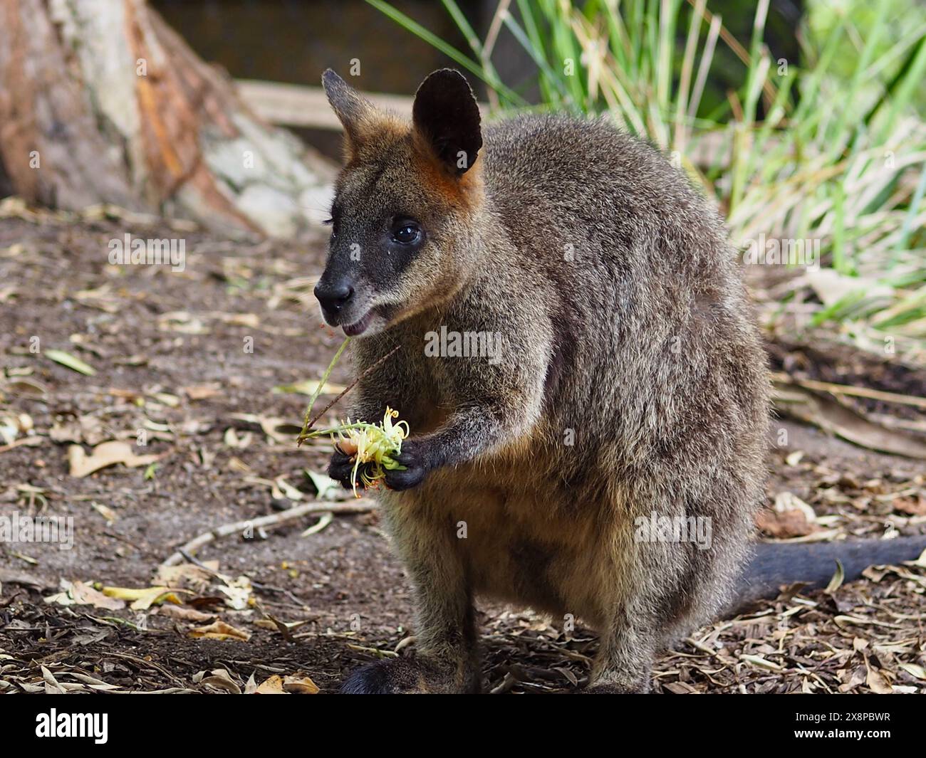 Enchanting charismatic Swamp Wallaby in outstanding beauty Stock Photo ...