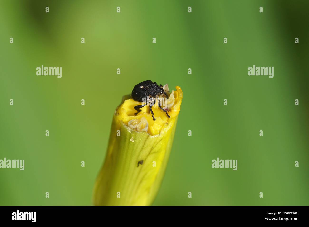 Mononychus punctum album hi-res stock photography and images - Alamy