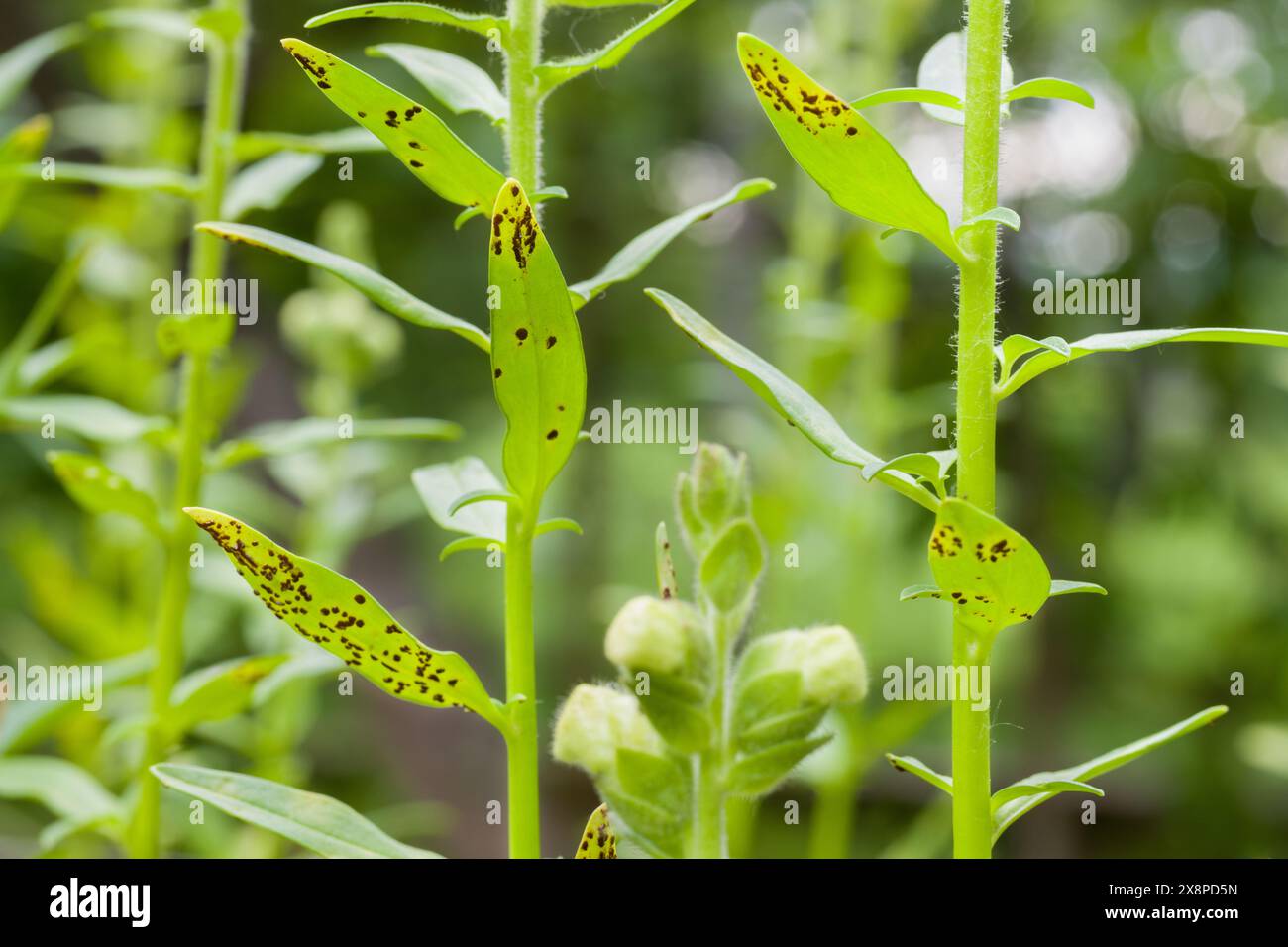 Antirrhinum rust. The most serious disease of snapdragons. It is a ...