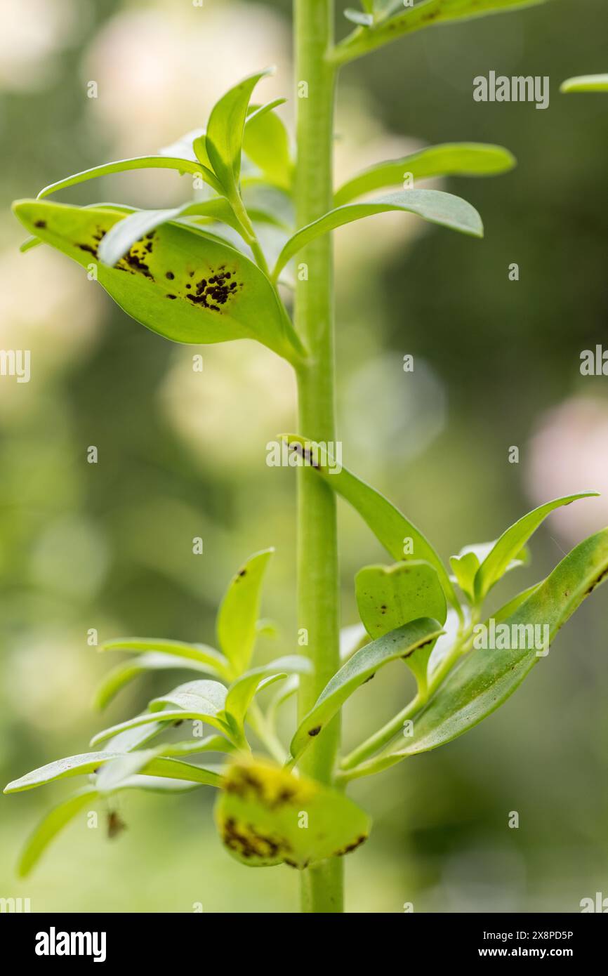 Antirrhinum rust. The most serious disease of snapdragons. It is a ...