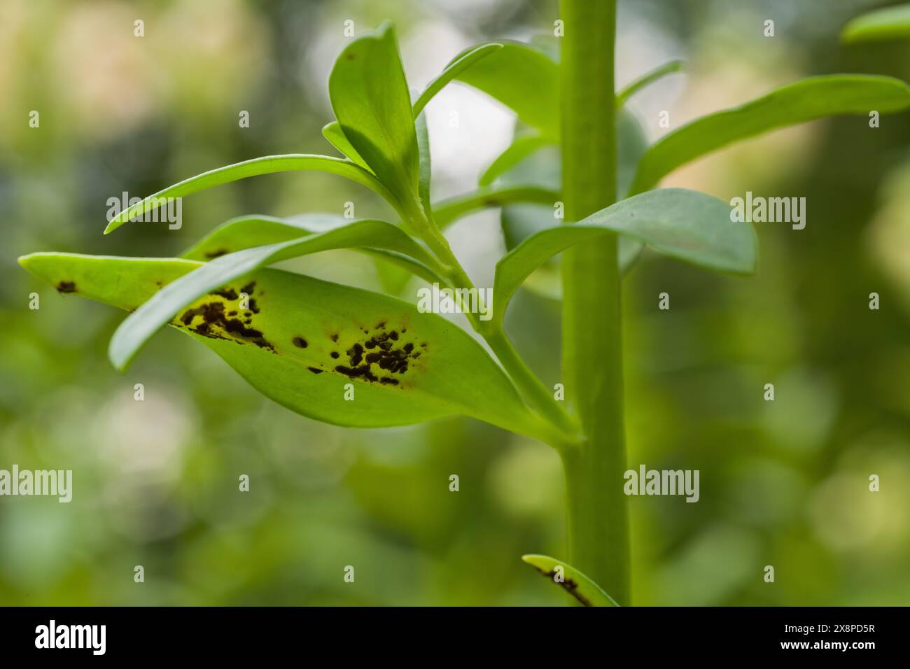 Antirrhinum rust. The most serious disease of snapdragons. It is a ...