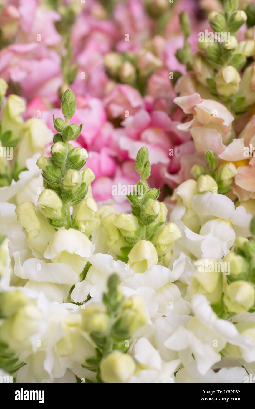 Beautiful pastel colored snapdragons. Snaps close up. Various colors ...
