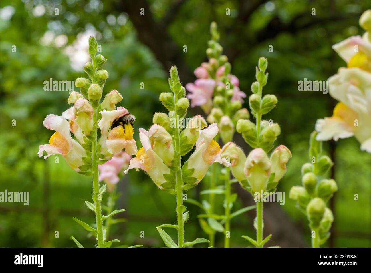 Bumblebee pollinating snapdragon blossoms. Bumble bee collecting pollen ...
