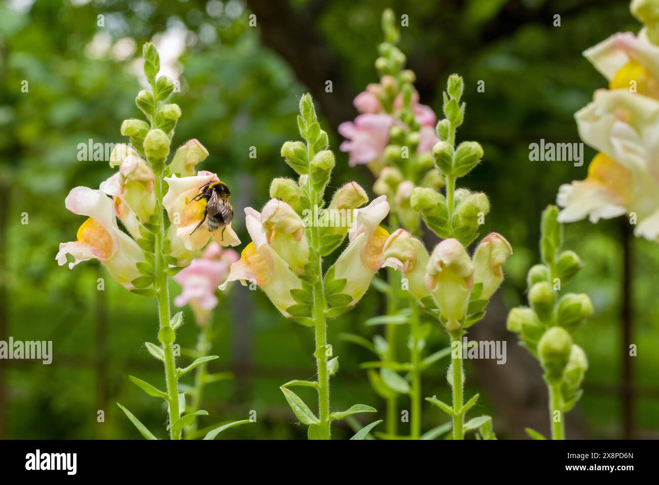 Bumblebee pollinating snapdragon blossoms. Bumble bee collecting pollen ...