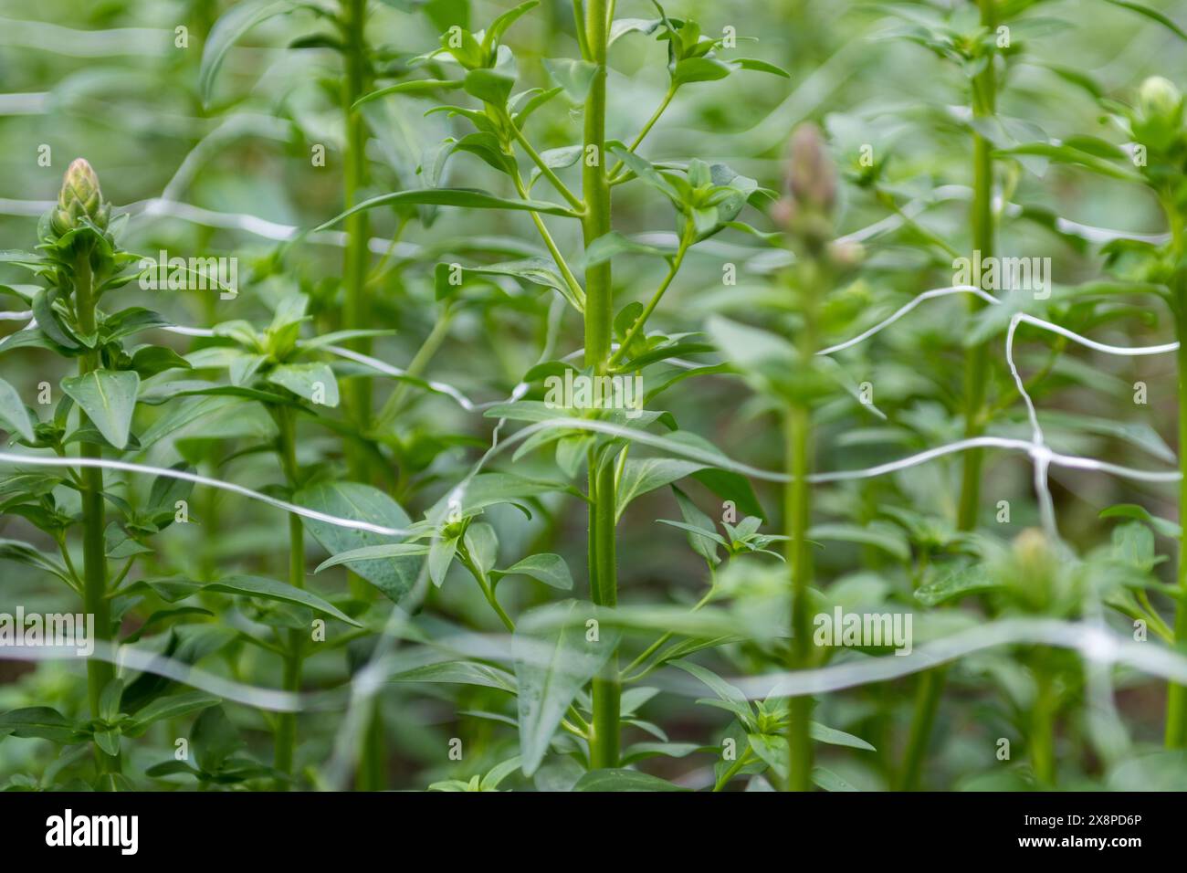 Cut flower netting. Plant support net. Using plastic garden netting to ...