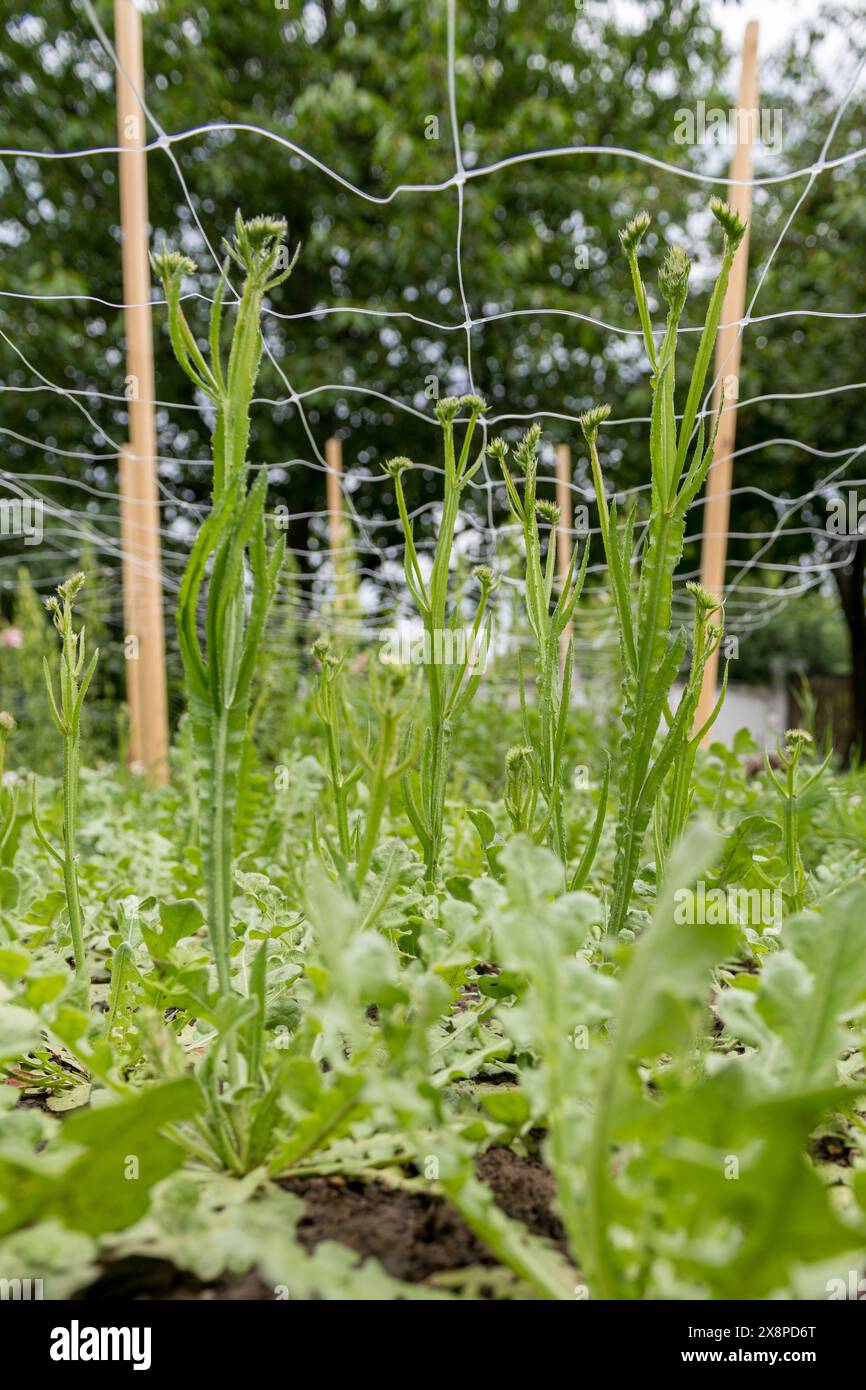 Cut flower netting. Plant support net. Using plastic garden netting to ...