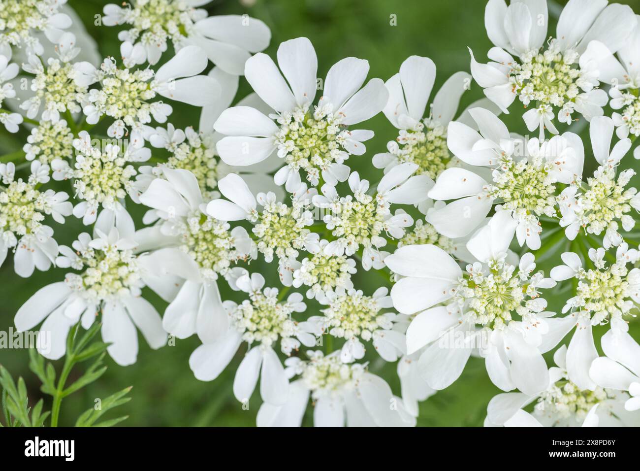 Orlaya grandiflora. White laceflower close up Stock Photo - Alamy
